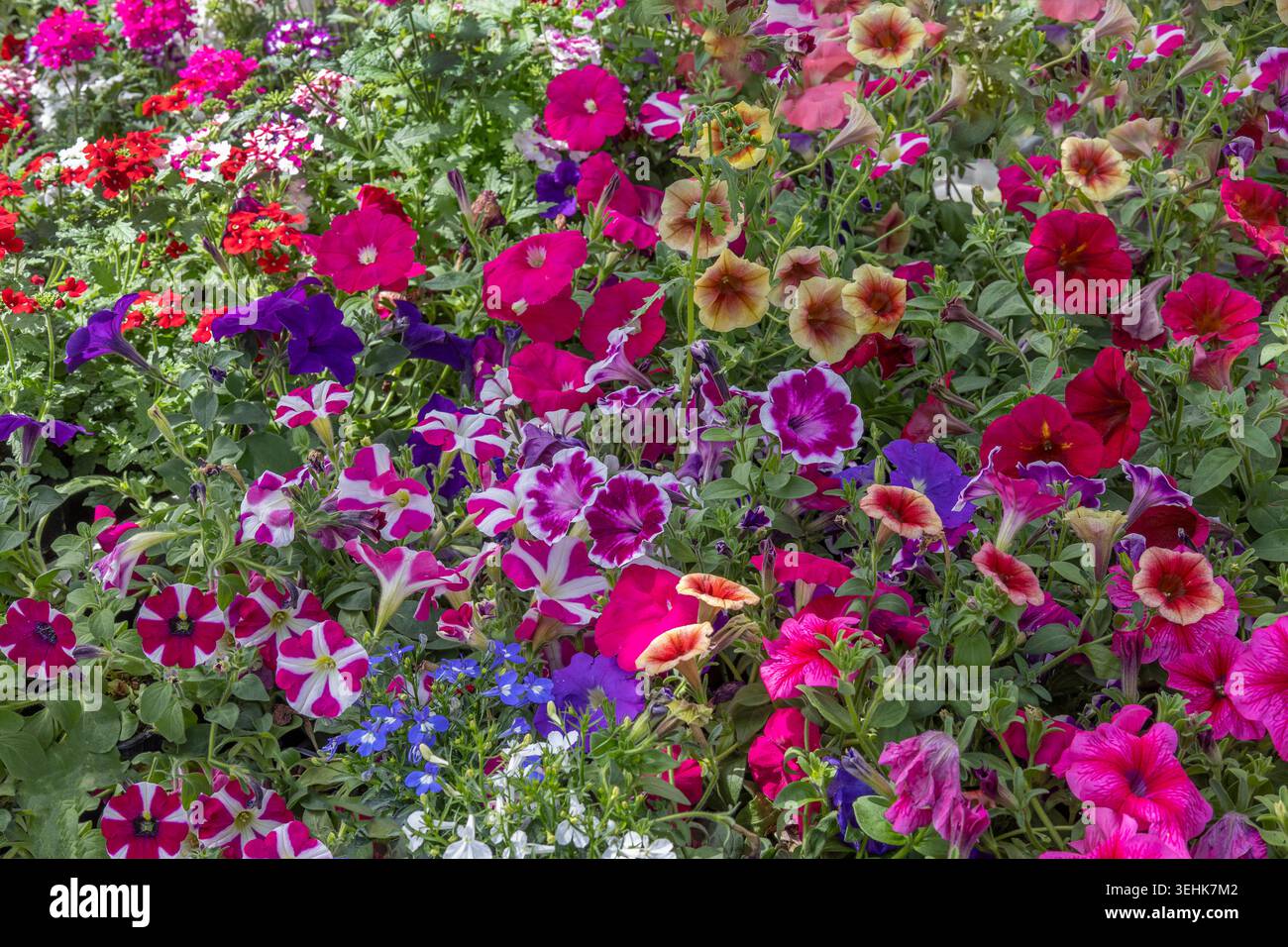 A variety of Petunias Petunia hybrida in purple, red, pink, and white ...