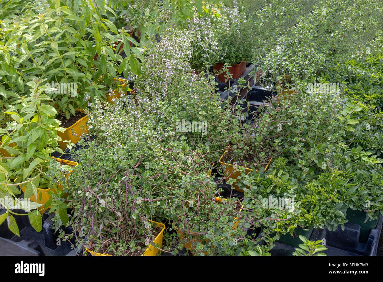 Thyme Thymus vulgaris and mint Mentha plants growing in yellow and ...