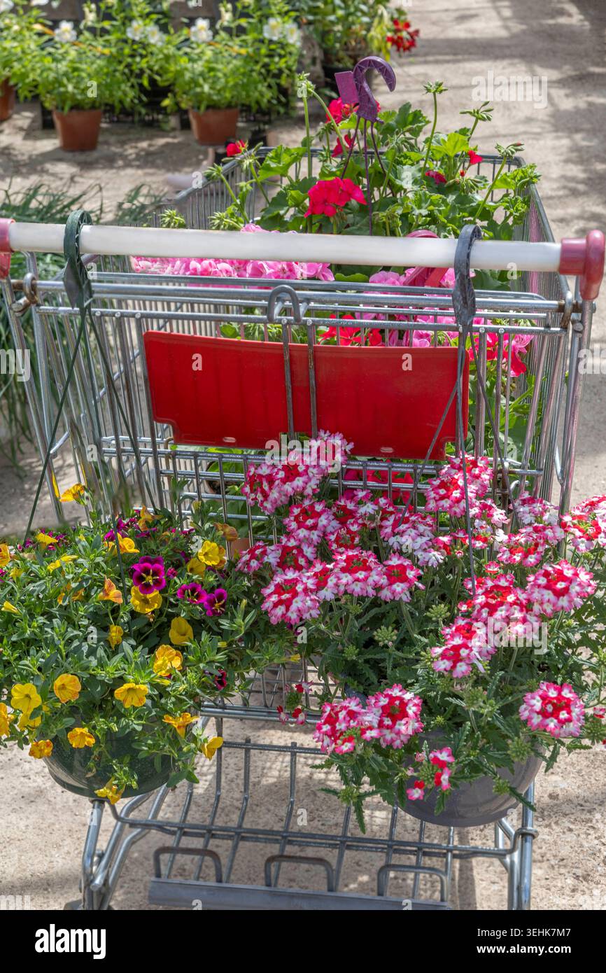 A shopping cart contains red geraniums Pelargonium. Hanging from the ...