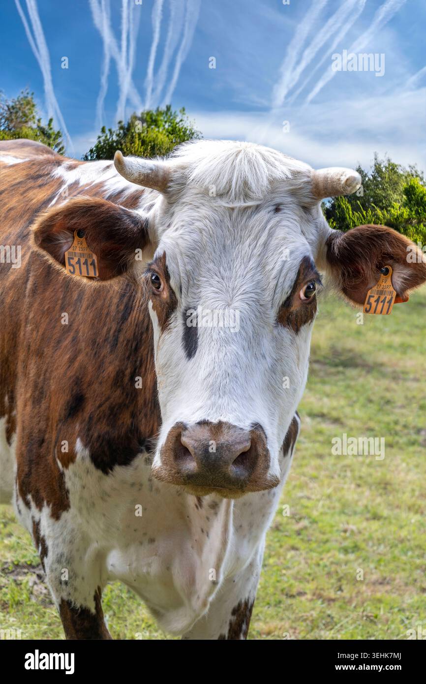 A brown and white cow with horns and yellow ear tags stands in a grassy ...