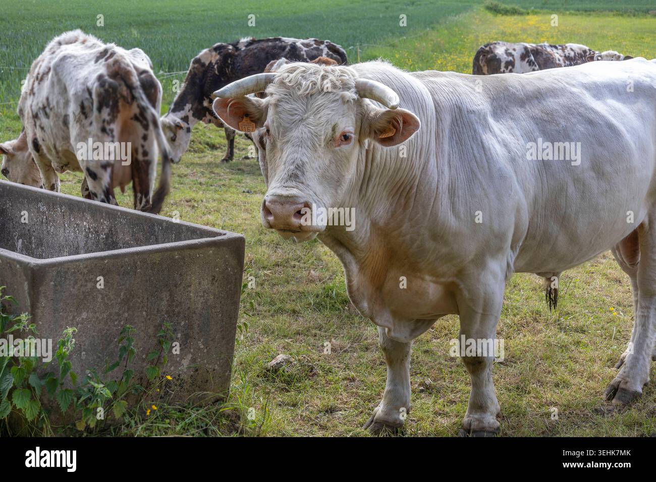 A white cow with horns and ear tags stands in a field next to a ...