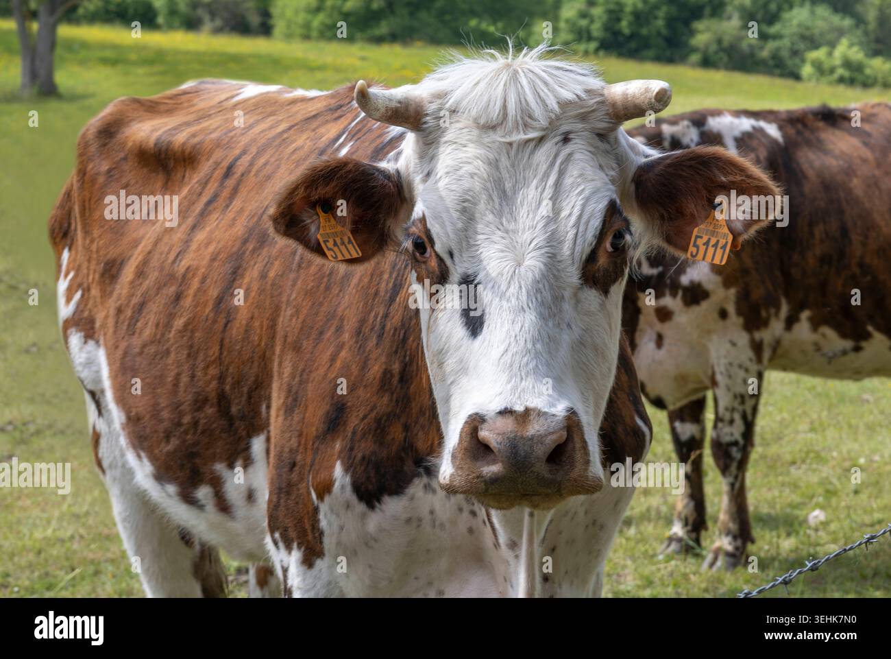 Two brown and white cows stand in a grassy field. The cow in the ...