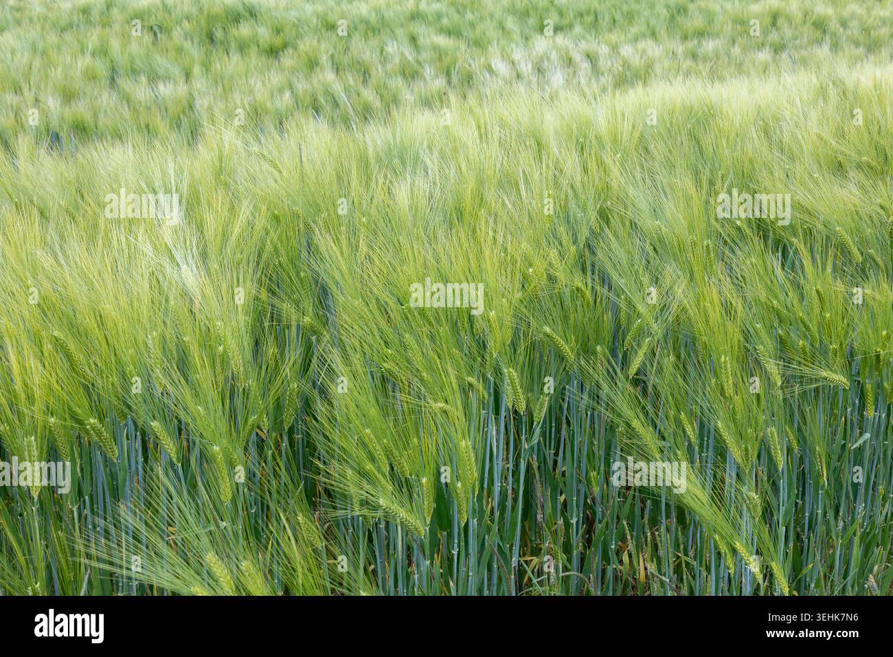 A field of green barley with long awns grows densely across the ...