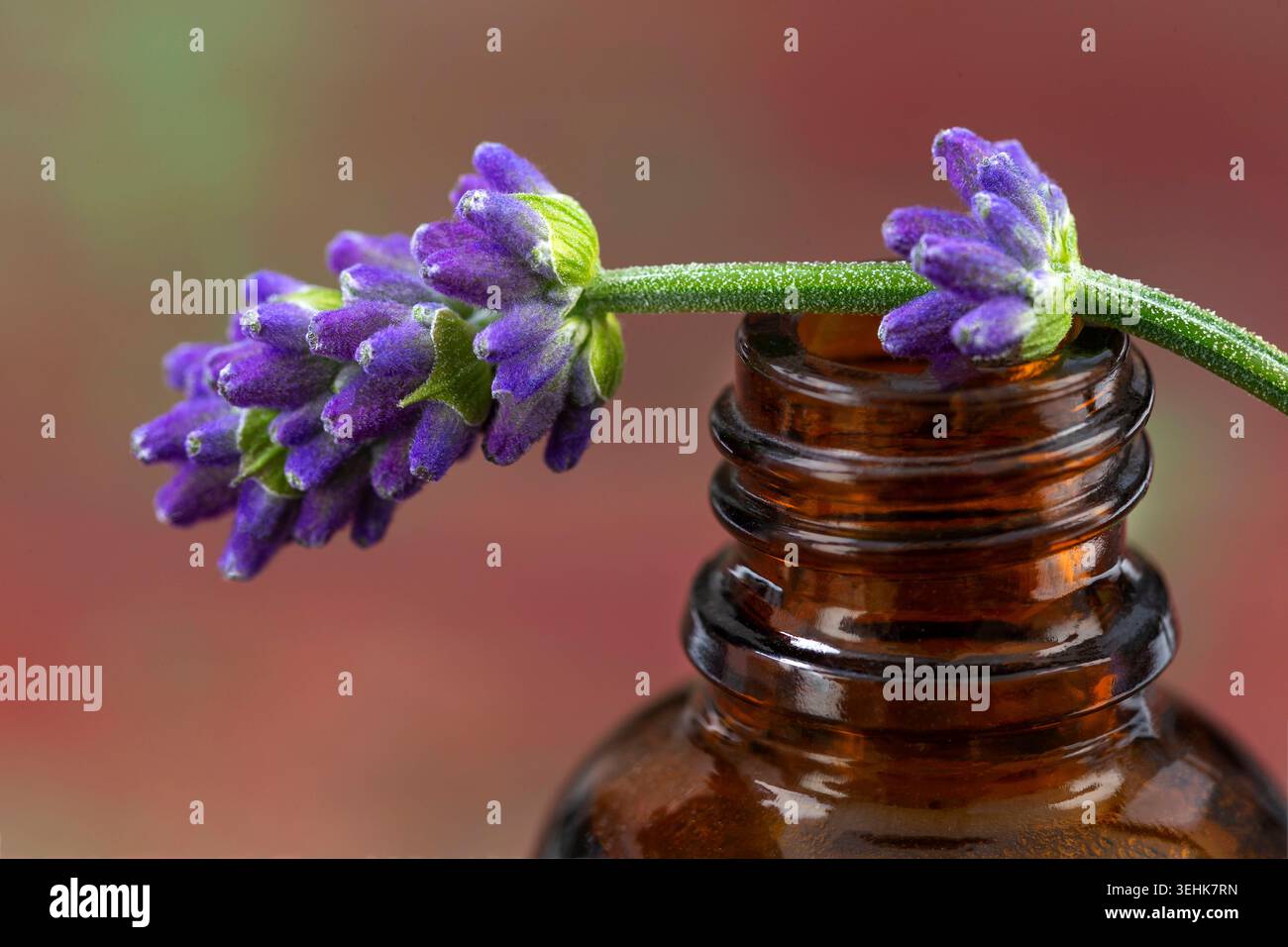 A sprig of lavender Lavandula rests across the opening of an amber ...