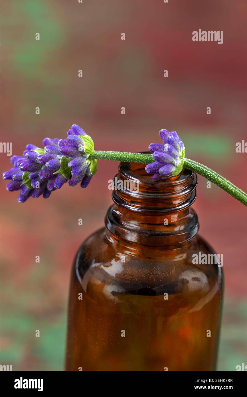 A sprig of lavender Lavandula rests across the opening of an amber ...