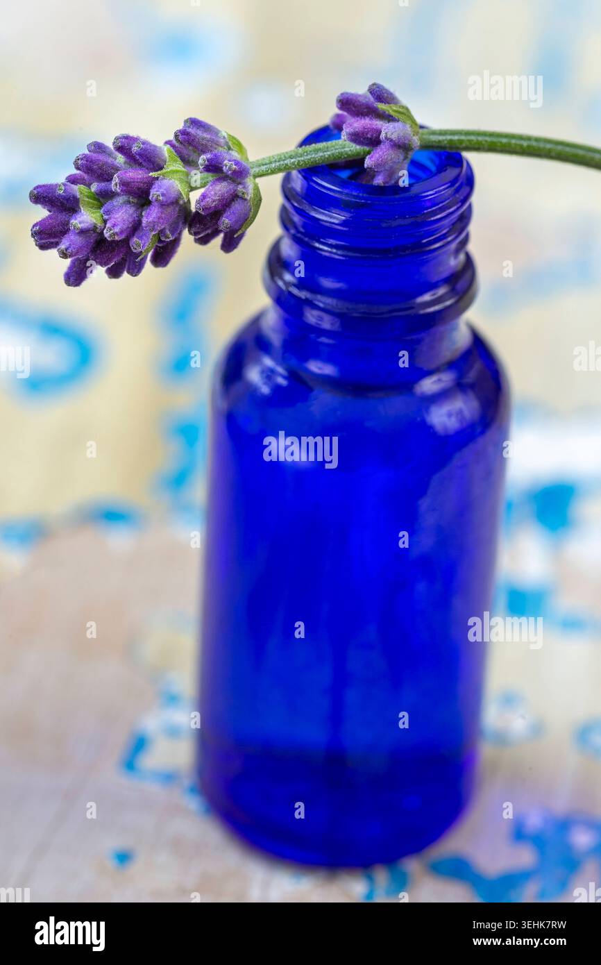A sprig of lavender Lavandula rests across the opening of a blue glass ...