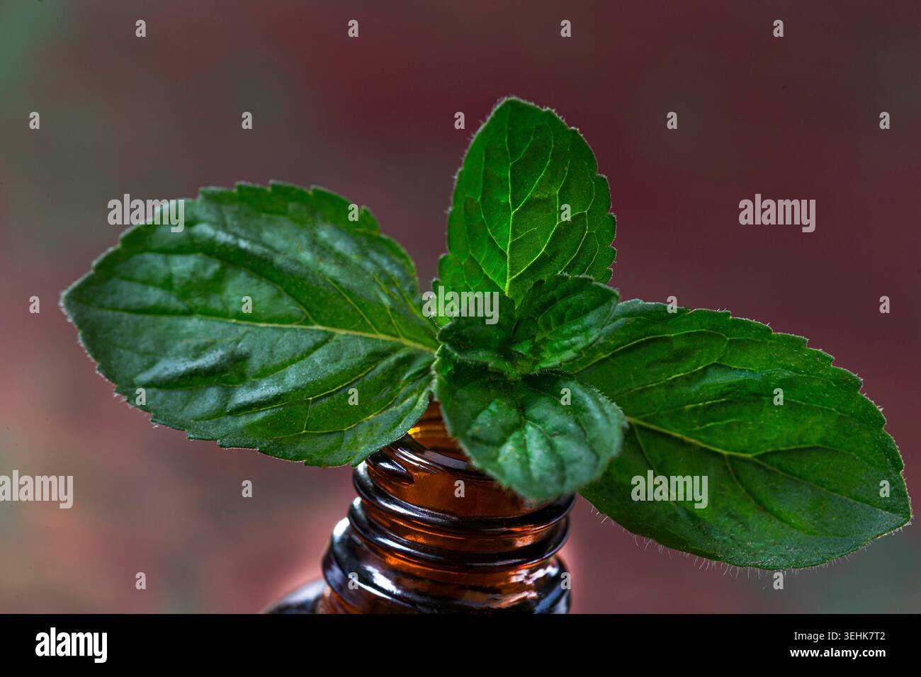A sprig of mint Mentha is placed in the opening of a brown glass bottle ...