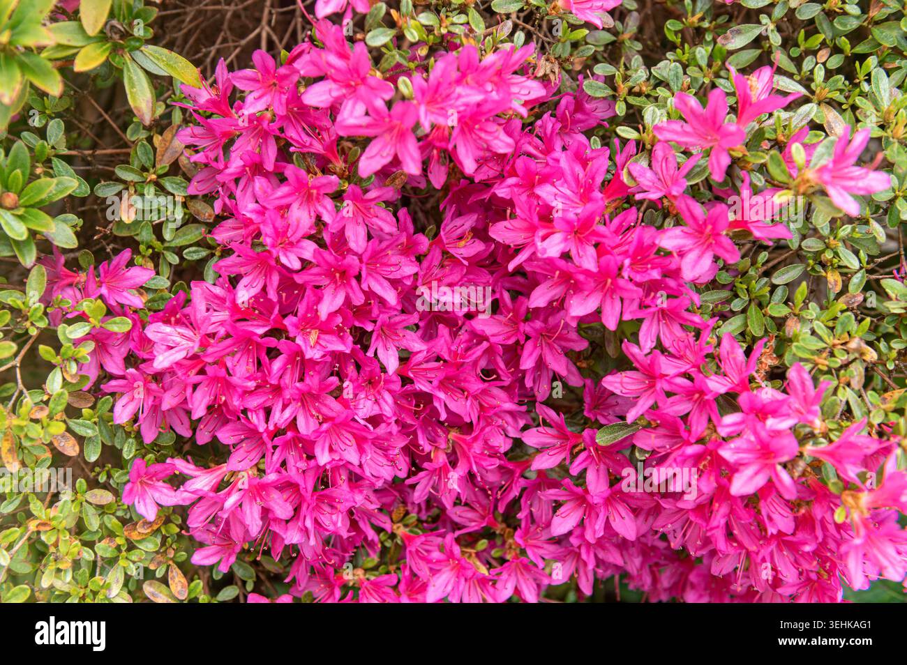 Rhododendron x obtusum - Japanese azalea Stock Photo - Alamy