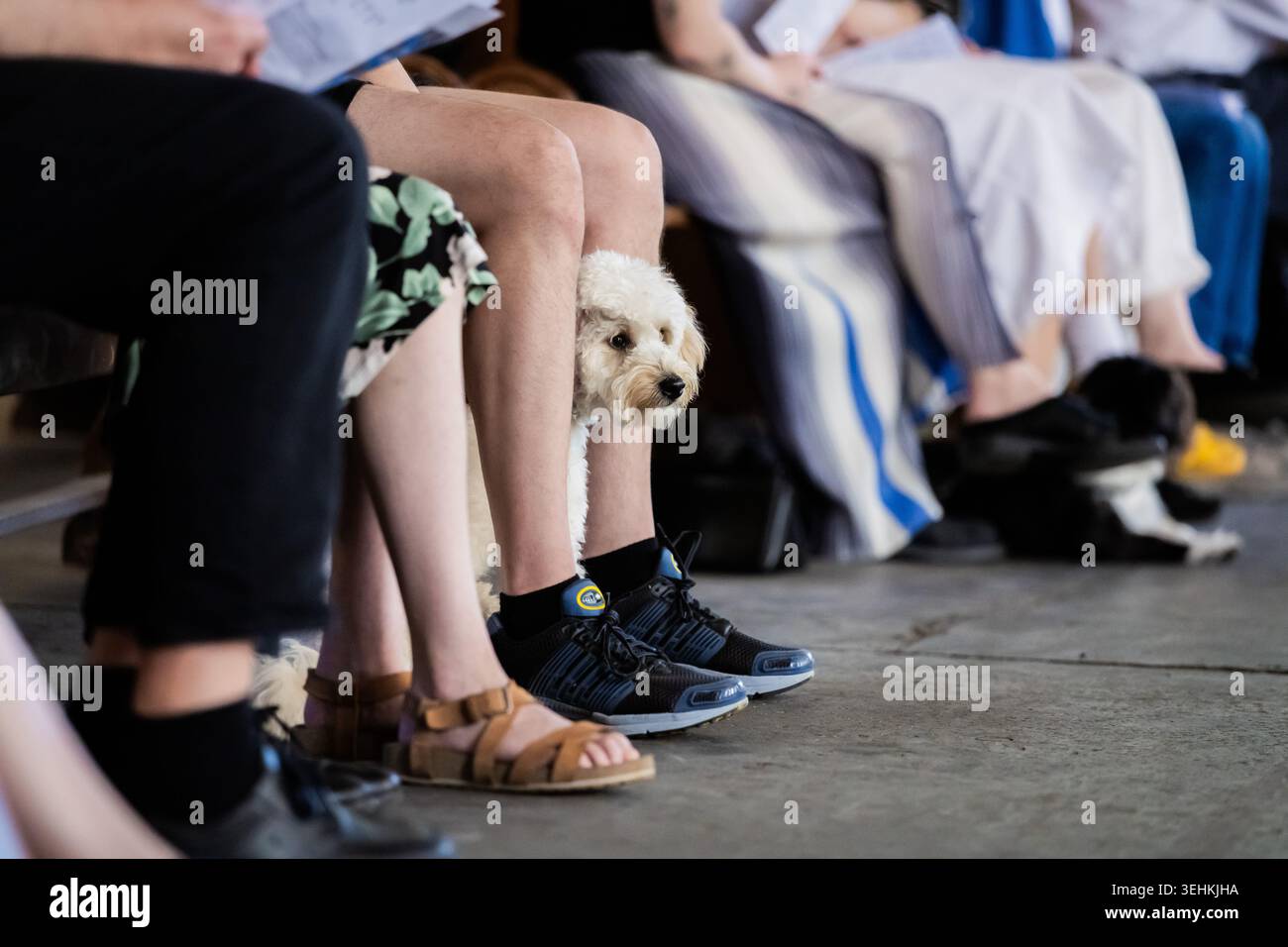 25 May 2026, Berlin: Maltipoo dog Nico takes part in an animal blessing ...