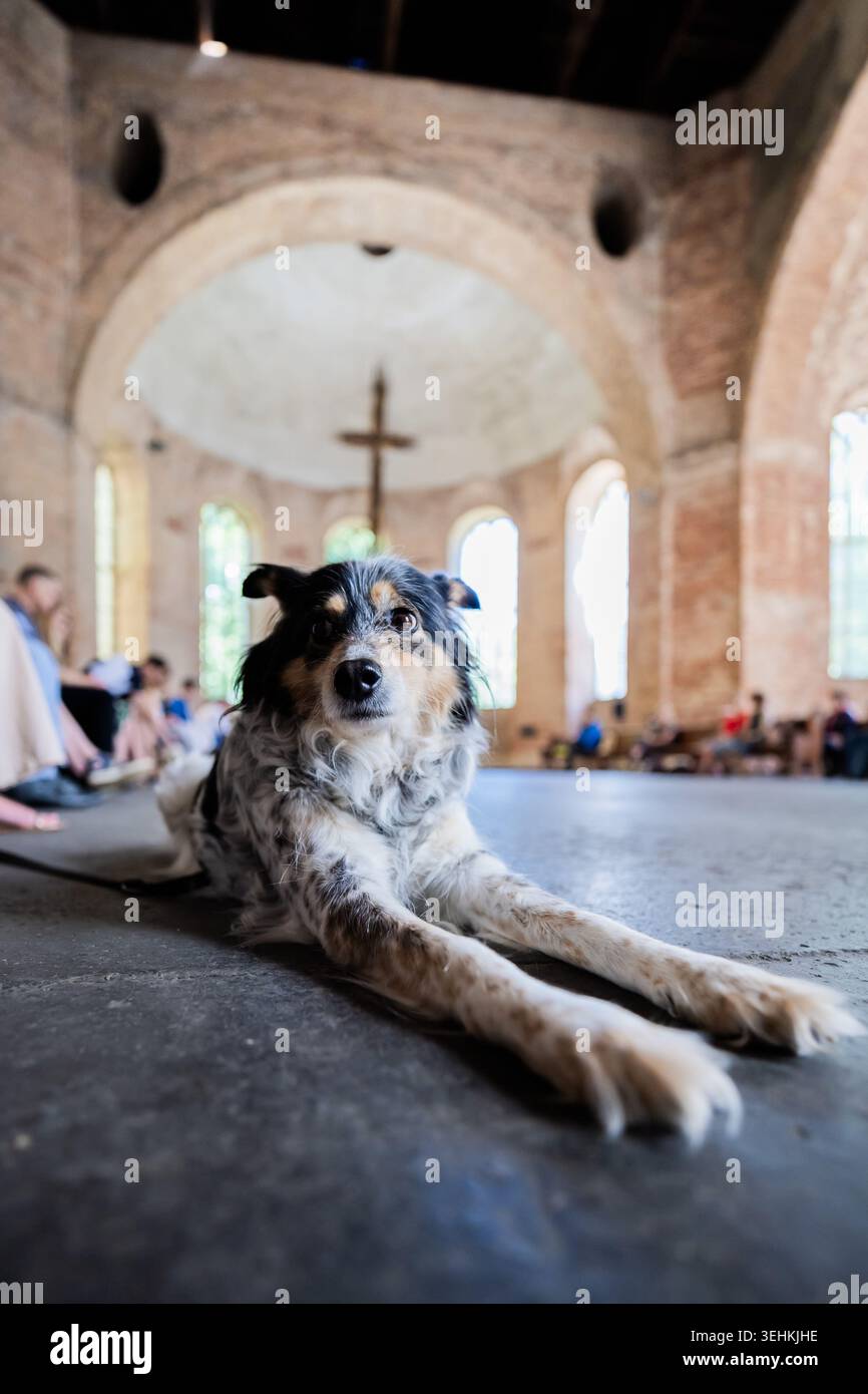 25 May 2026, Berlin: Minka the dog takes part in an animal blessing ...