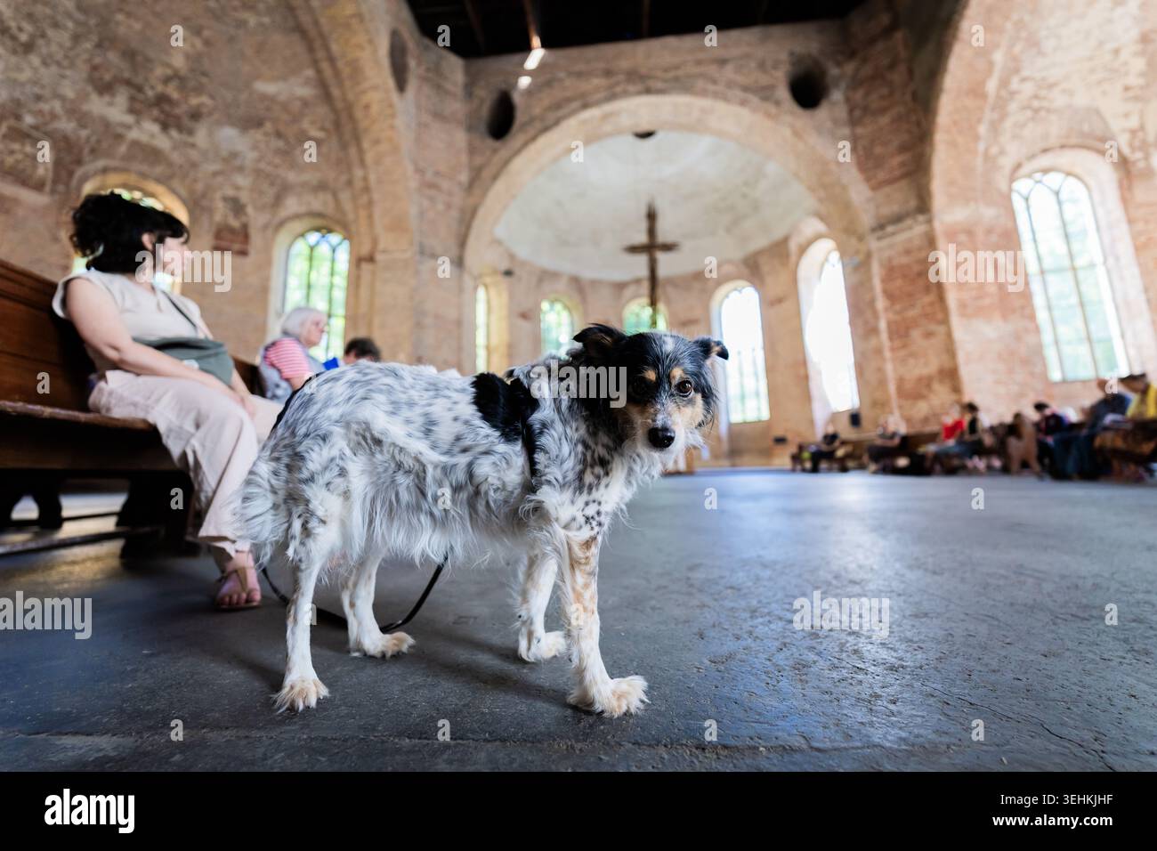 25 May 2026, Berlin: Dog Minka (M) takes part in an animal blessing ...