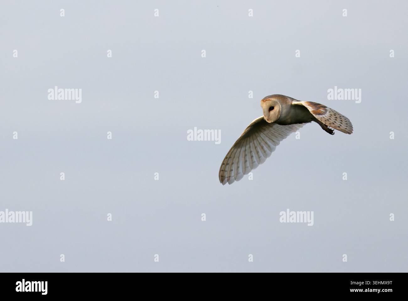 Barn Owl (Tyto alba) Norfolk May 2026 Stock Photo - Alamy