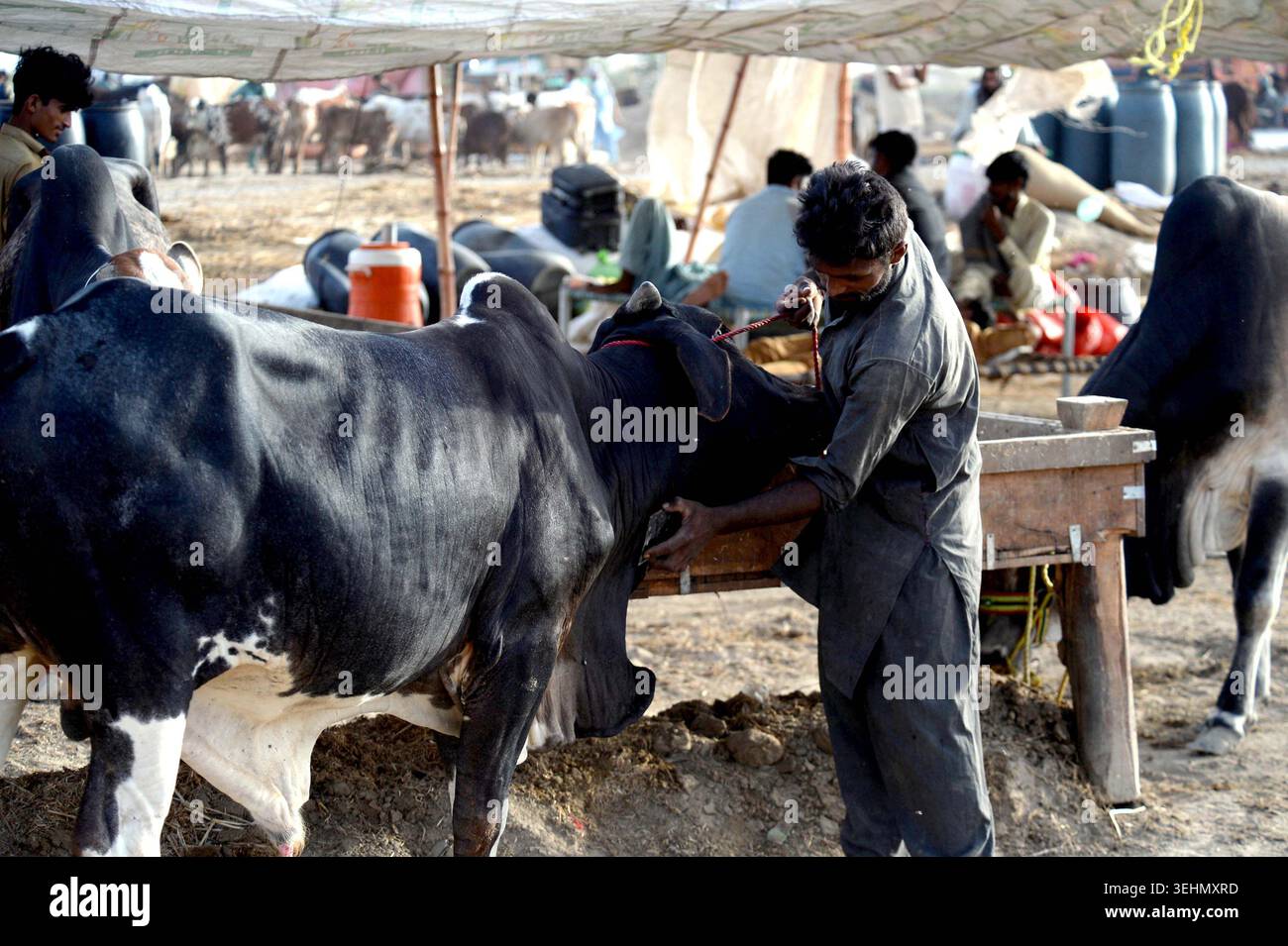 Sacrificial animals wait for their buyers after arriving at a makeshift ...