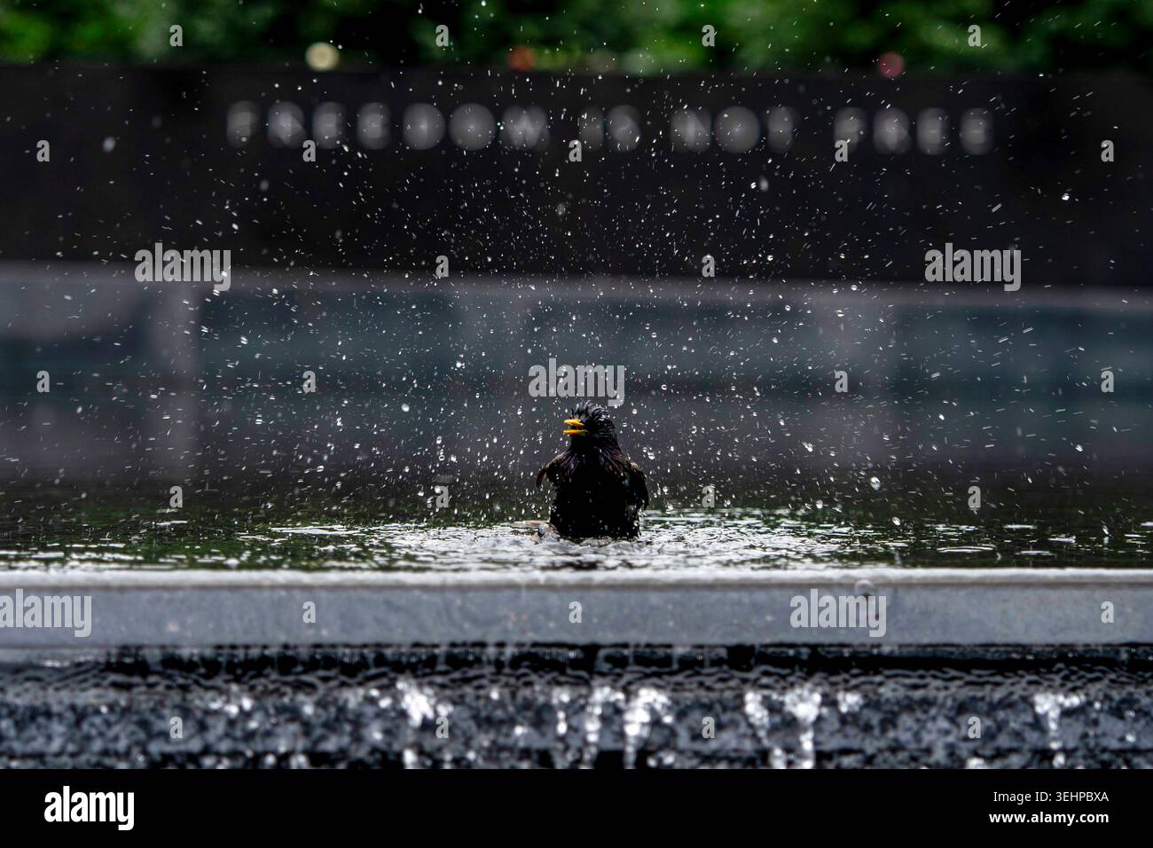 A bird takes a bath at the Korean War Memorial on Memorial Day in ...