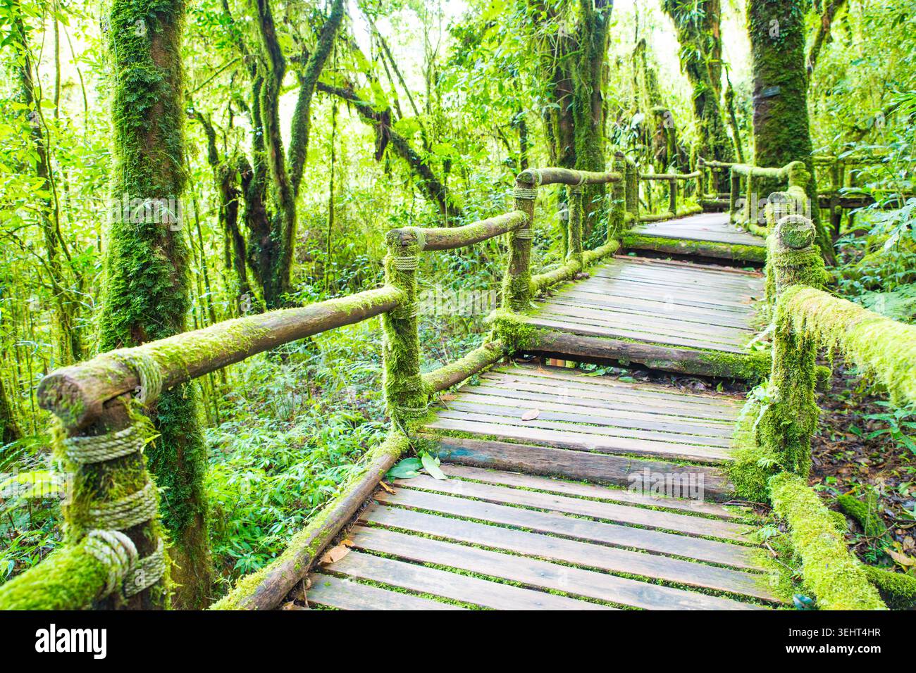 Wooden boardwalk path with mossy railing leading through lush green ...