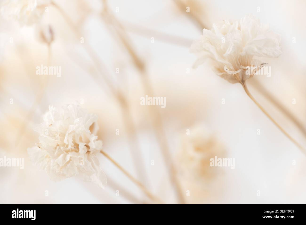 Gypsophila elegant beige small flowers with natural blur background ...