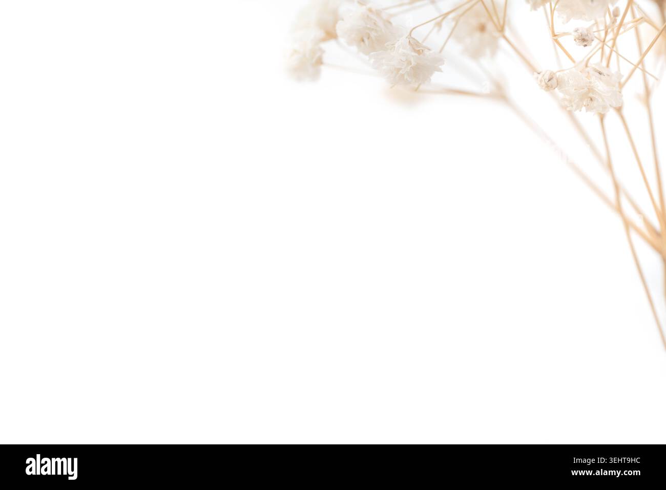 Gypsophila elegant beige small flowers with light clean background and ...