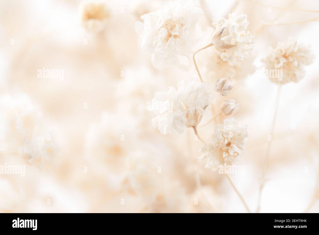 Beautiful Gypsophila elegant beige small flowers with light background ...