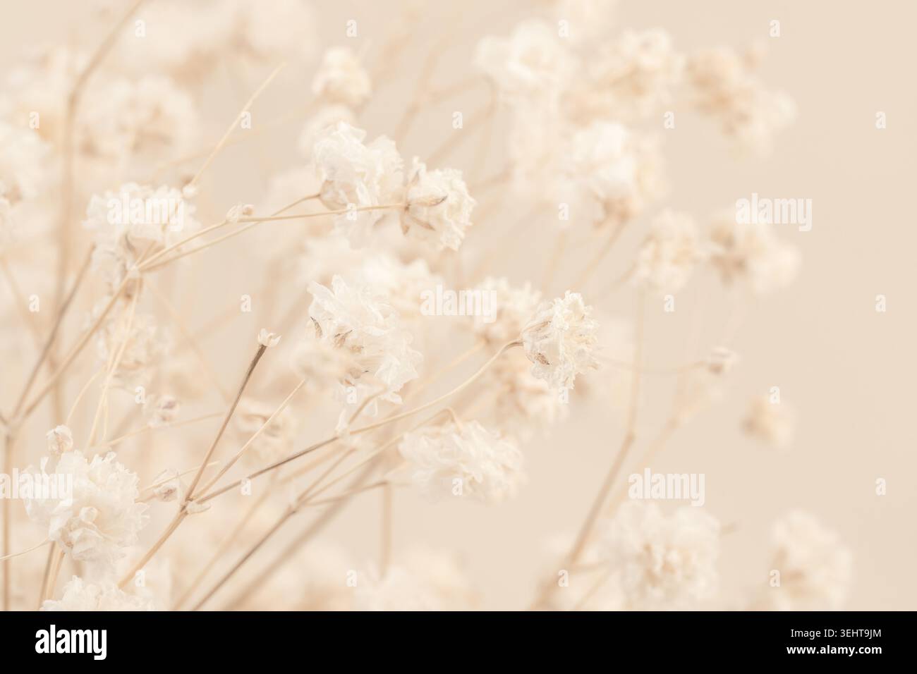 Gypsophila dry romantic little white flowers bouquet background macro ...