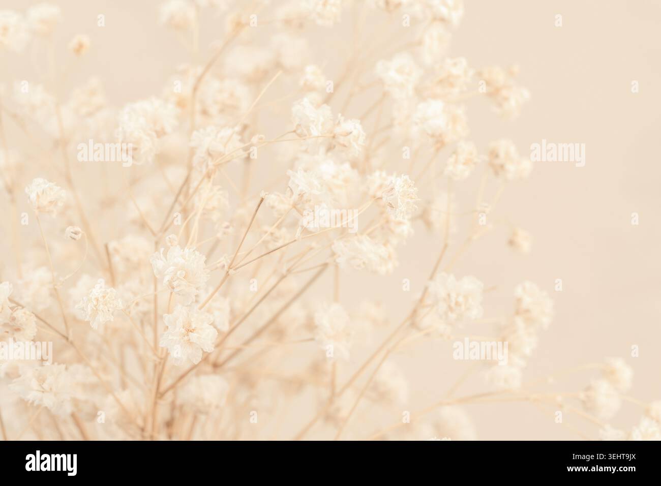 Gypsophila dry romantic little white flowers wallpaper macro Stock ...