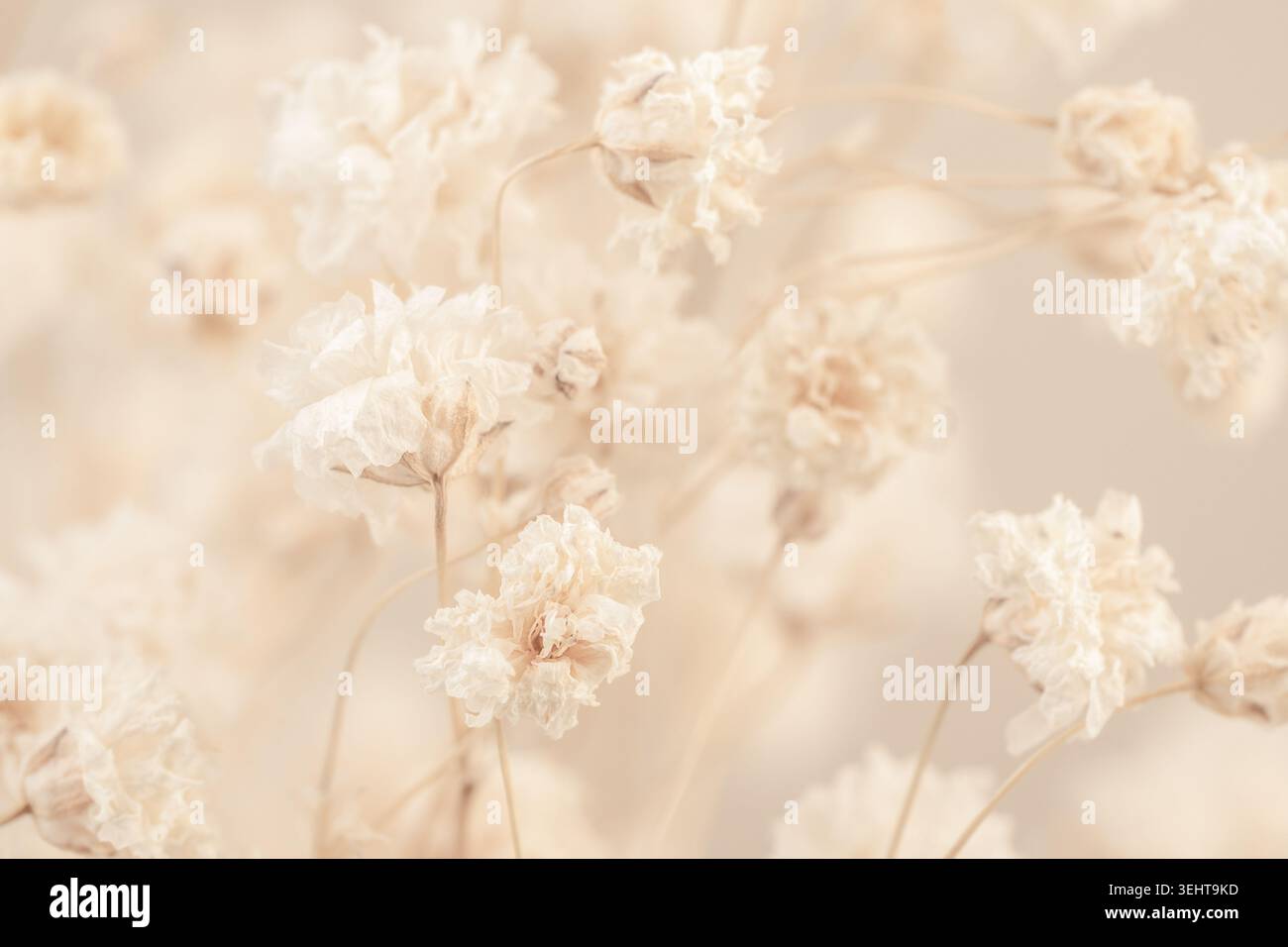 Gypsophila romantic little white flowers bouquet background macro Stock ...