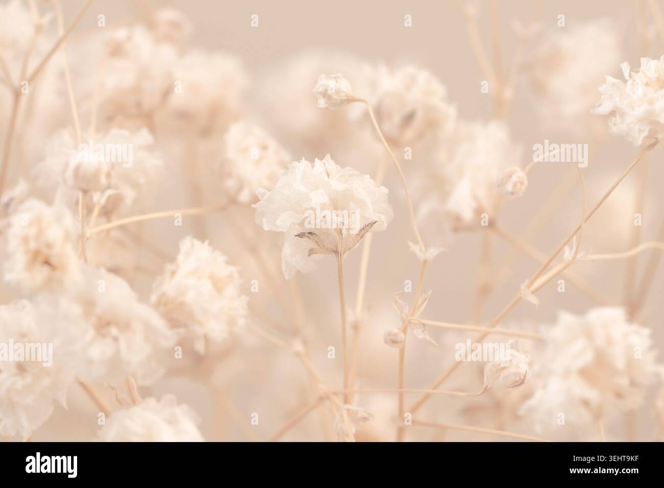Gypsophila romantic little white flowers bouquet background in vintage ...