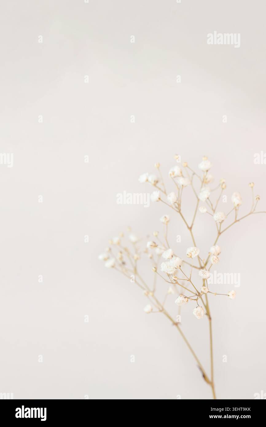Macro Beauty of Beige Gypsophila flower on Light Background Stock Photo ...