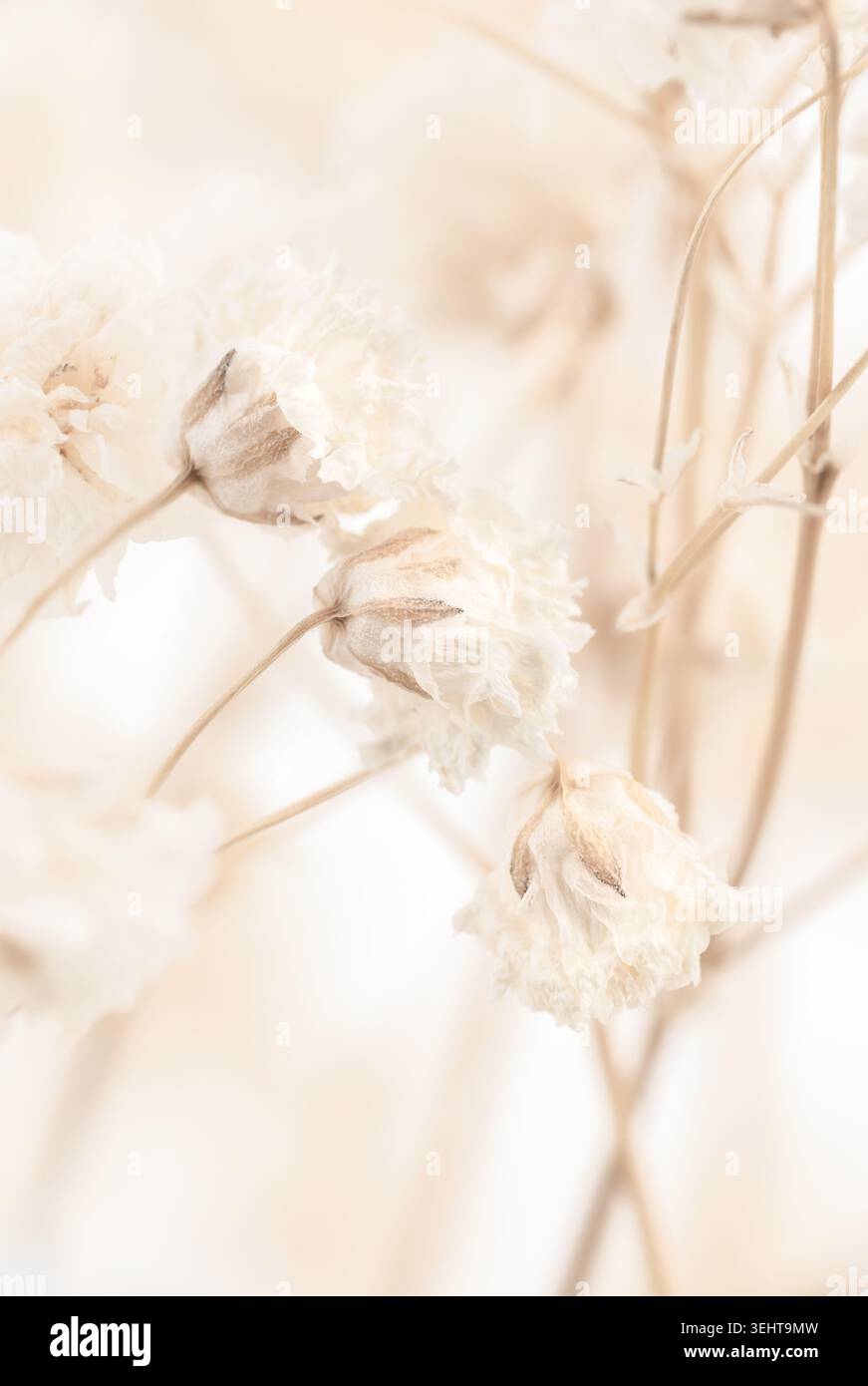 Beige blooming gypsophila flowers with natural blur background fragile ...