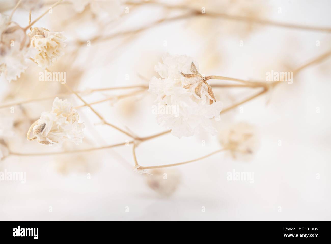 Gypsophila romantic wedding dry flowers elegant bouquet on white ...