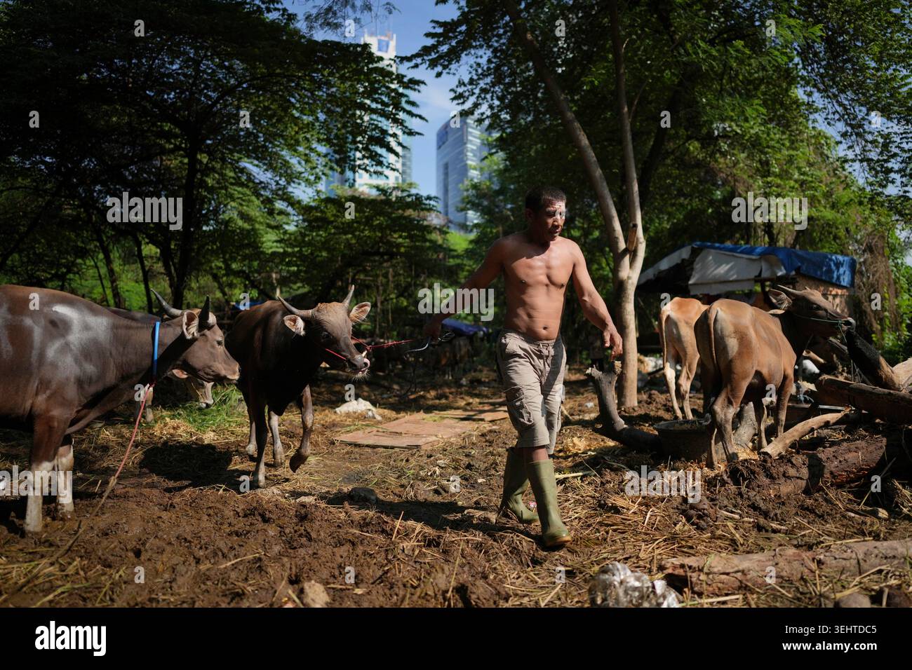 A worker leads a cow for sale, ahead of the Eid al-Adha holiday in ...