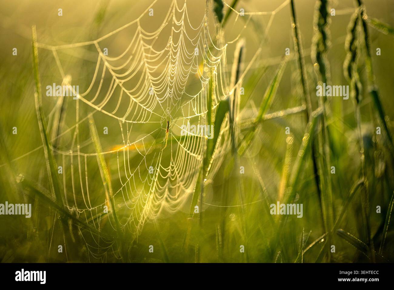 26 May 2026, Bremen: A spider's web covered with fine water droplets in ...