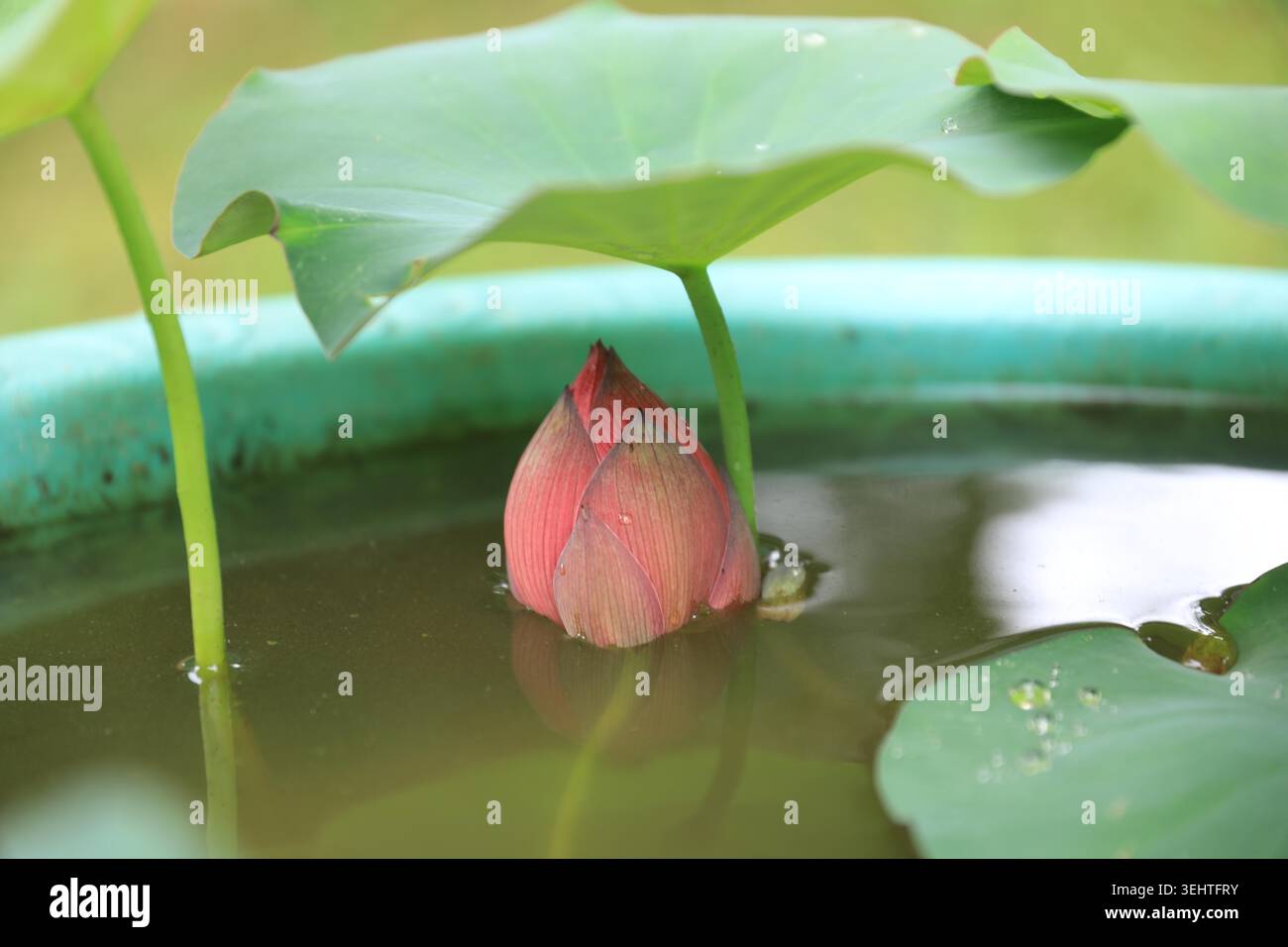 Potted lotus flowers bloom at Jinling Bonsai Garden in Xuanwu Lake ...