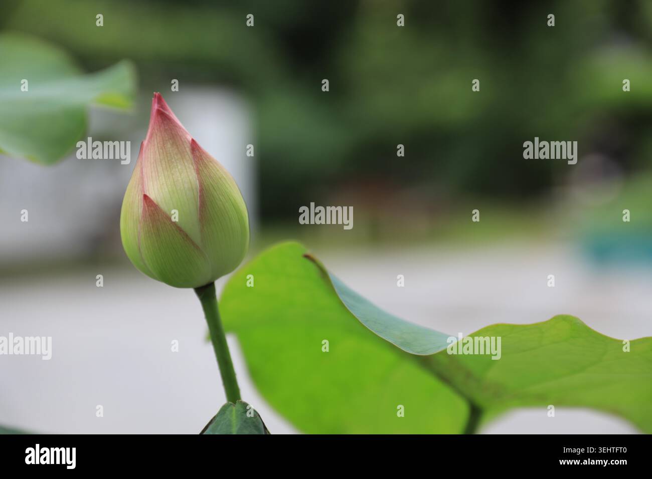 Potted lotus flowers bloom at Jinling Bonsai Garden in Xuanwu Lake ...