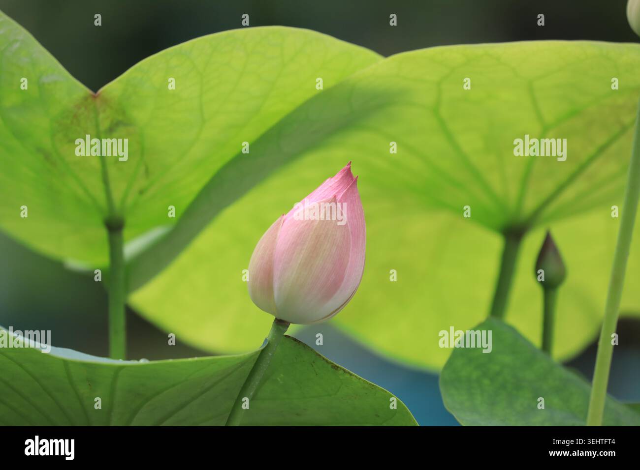 Potted lotus flowers bloom at Jinling Bonsai Garden in Xuanwu Lake ...