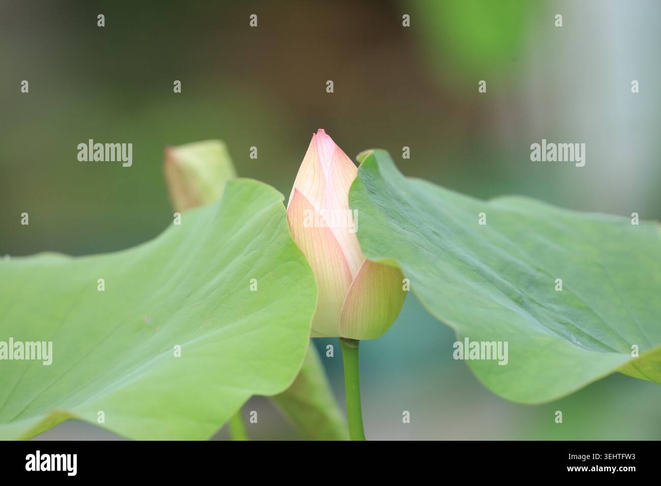 Potted lotus flowers bloom at Jinling Bonsai Garden in Xuanwu Lake ...