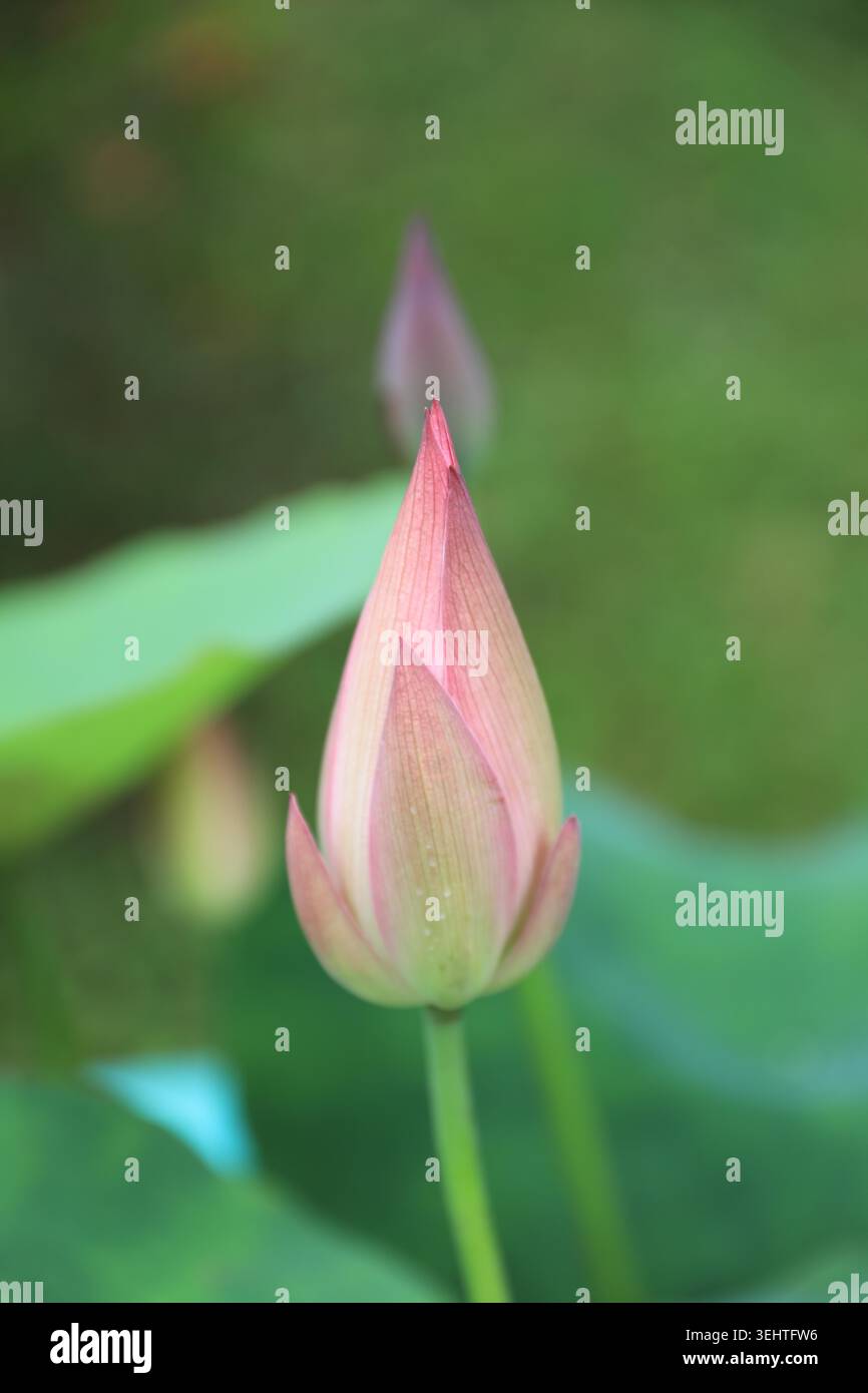 Potted lotus flowers bloom at Jinling Bonsai Garden in Xuanwu Lake ...