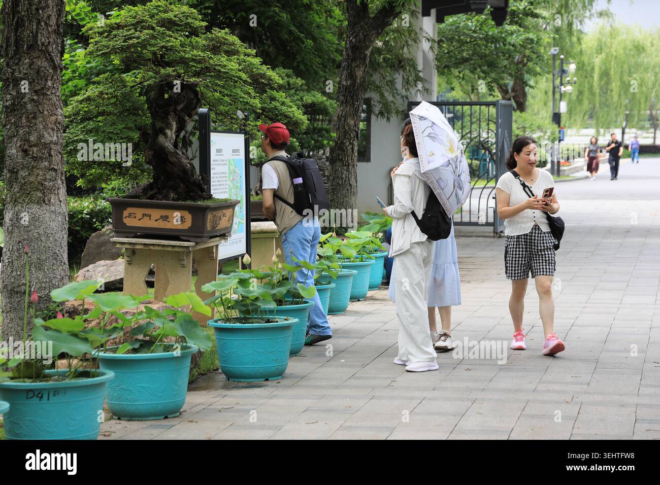 Potted lotus flowers bloom at Jinling Bonsai Garden in Xuanwu Lake ...