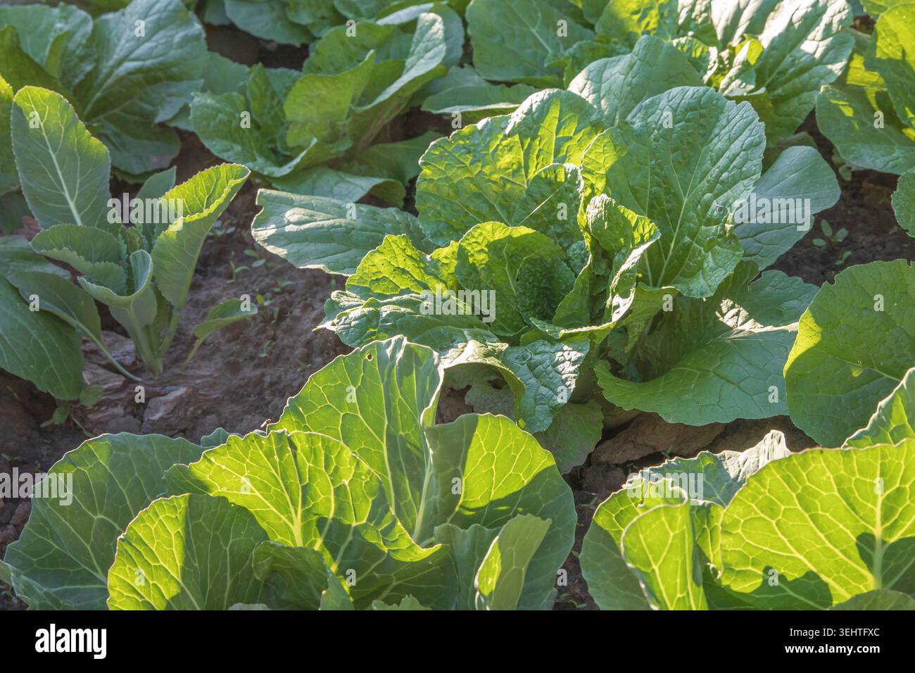 Fresh green cabbage growing in vegetable garden with sunlight and ...