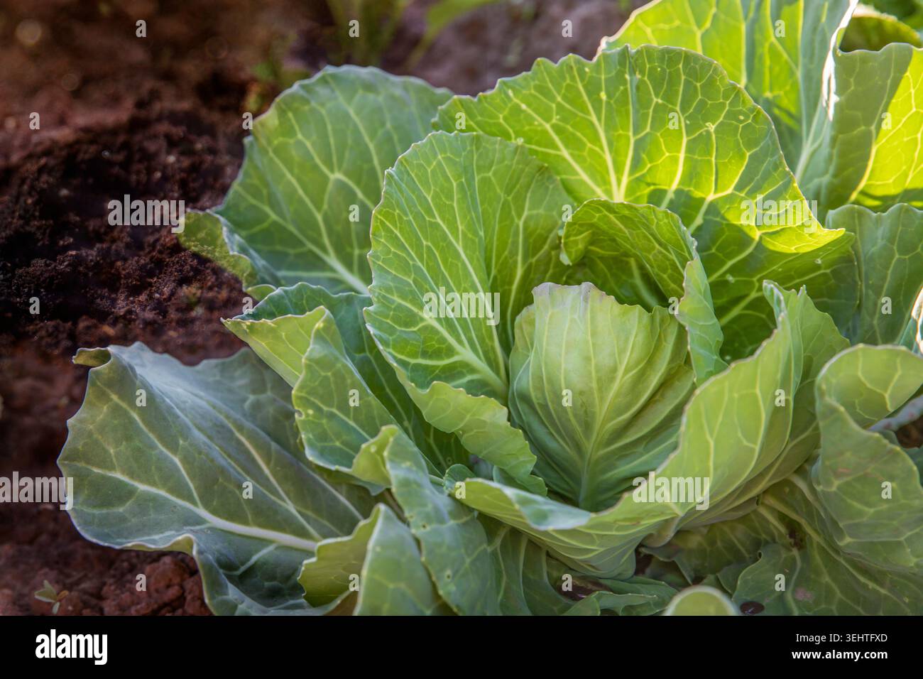 Fresh green cabbage growing in vegetable garden with sunlight and ...