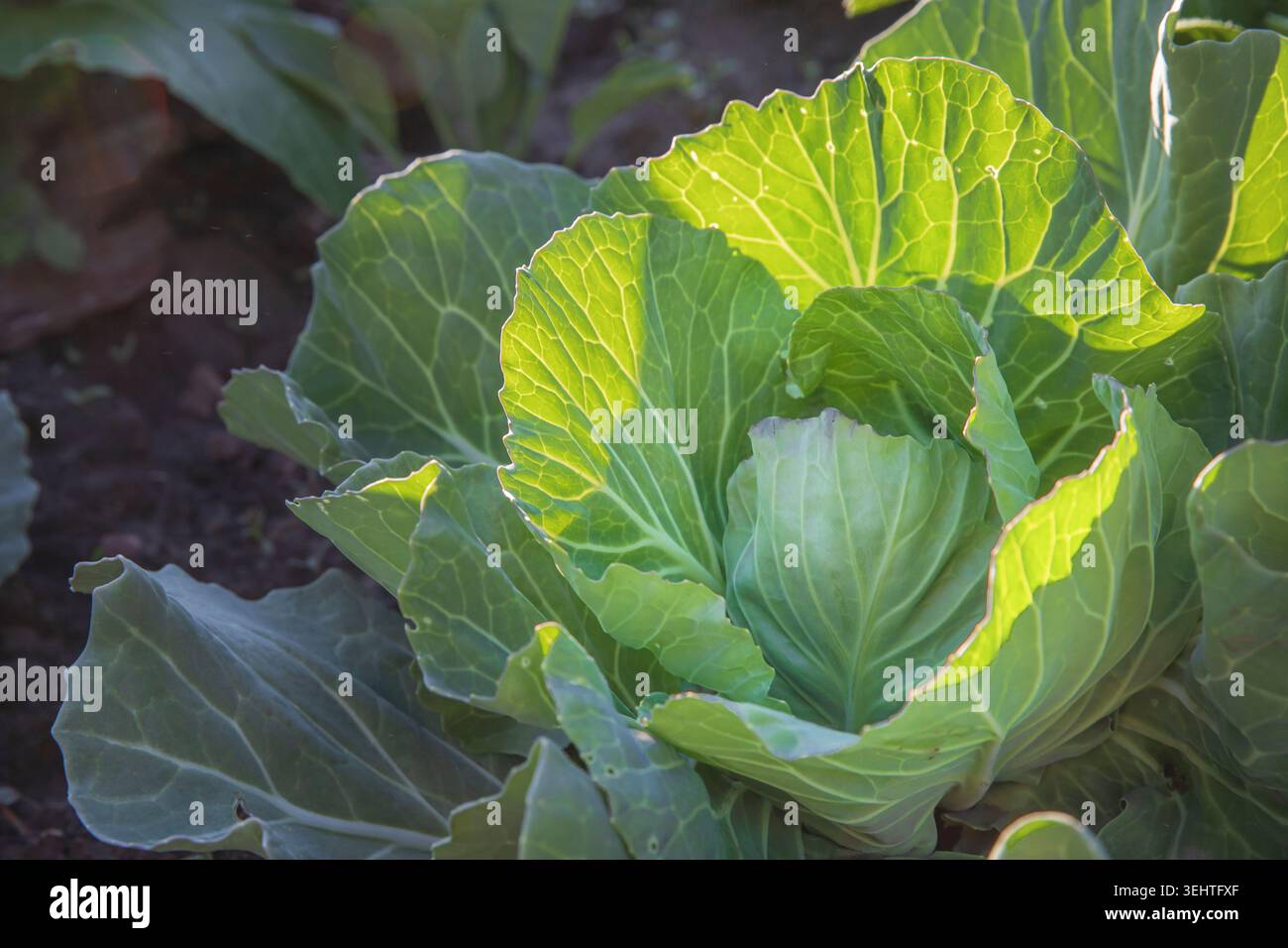 Fresh green cabbage growing in vegetable garden with sunlight and ...