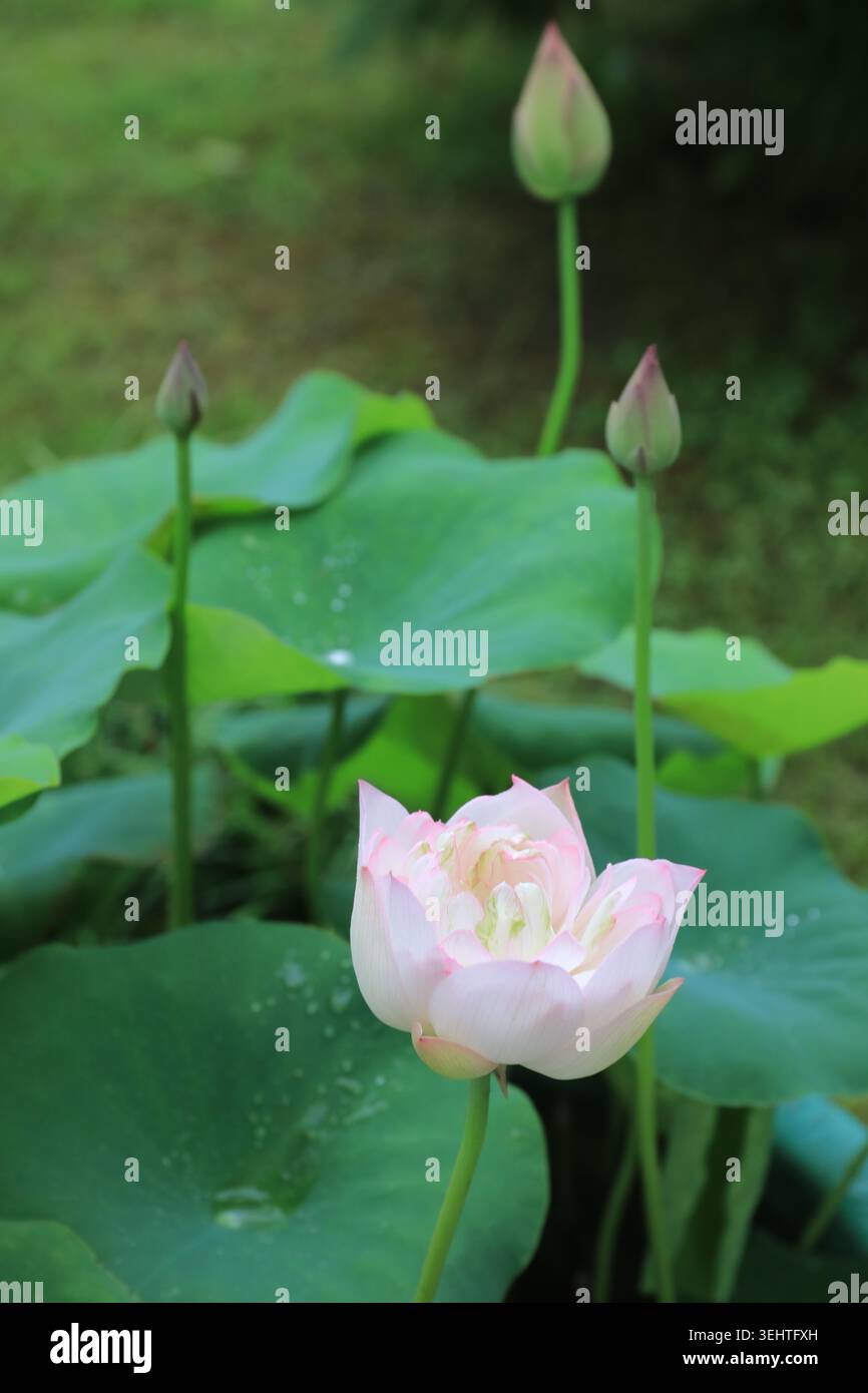 Potted lotus flowers bloom at Jinling Bonsai Garden in Xuanwu Lake ...