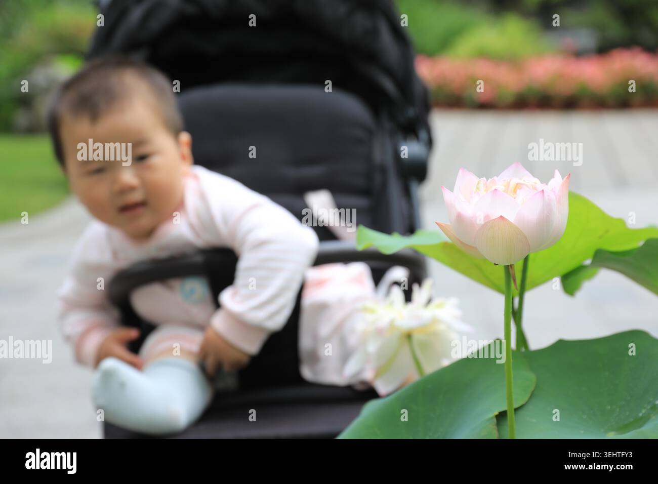 Potted lotus flowers bloom at Jinling Bonsai Garden in Xuanwu Lake ...