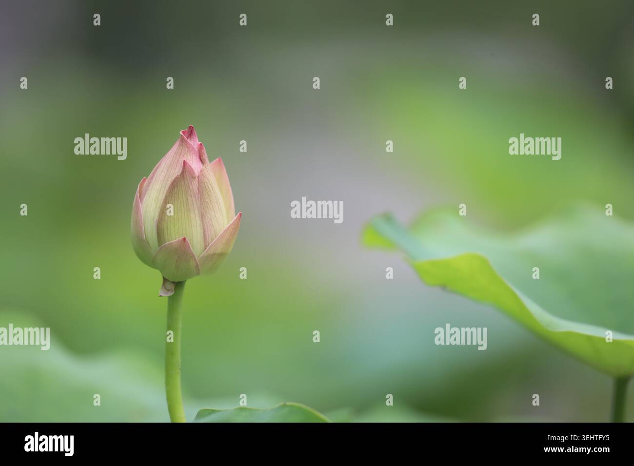 Potted lotus flowers bloom at Jinling Bonsai Garden in Xuanwu Lake ...