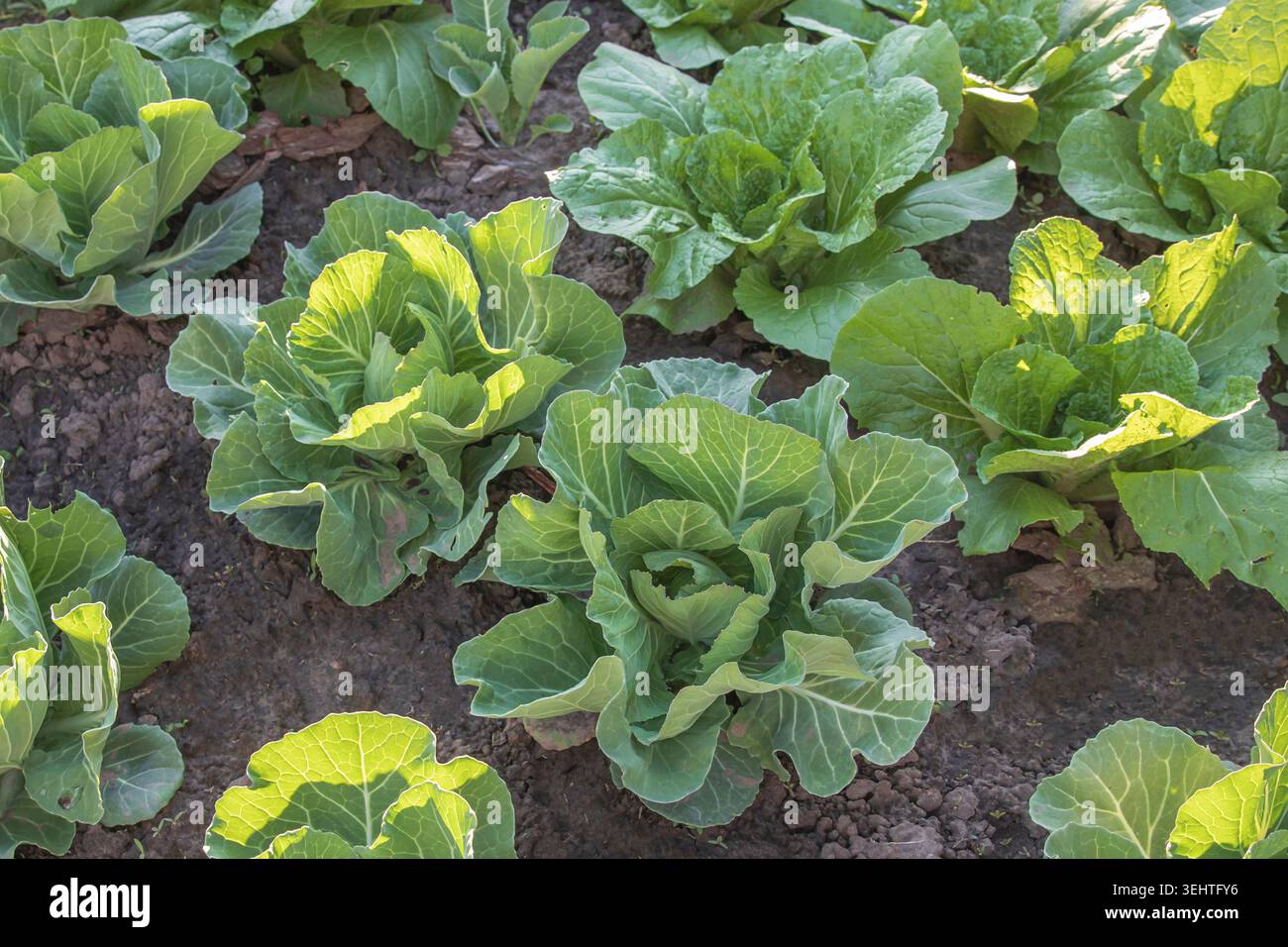 Fresh green cabbage growing in vegetable garden with sunlight and ...