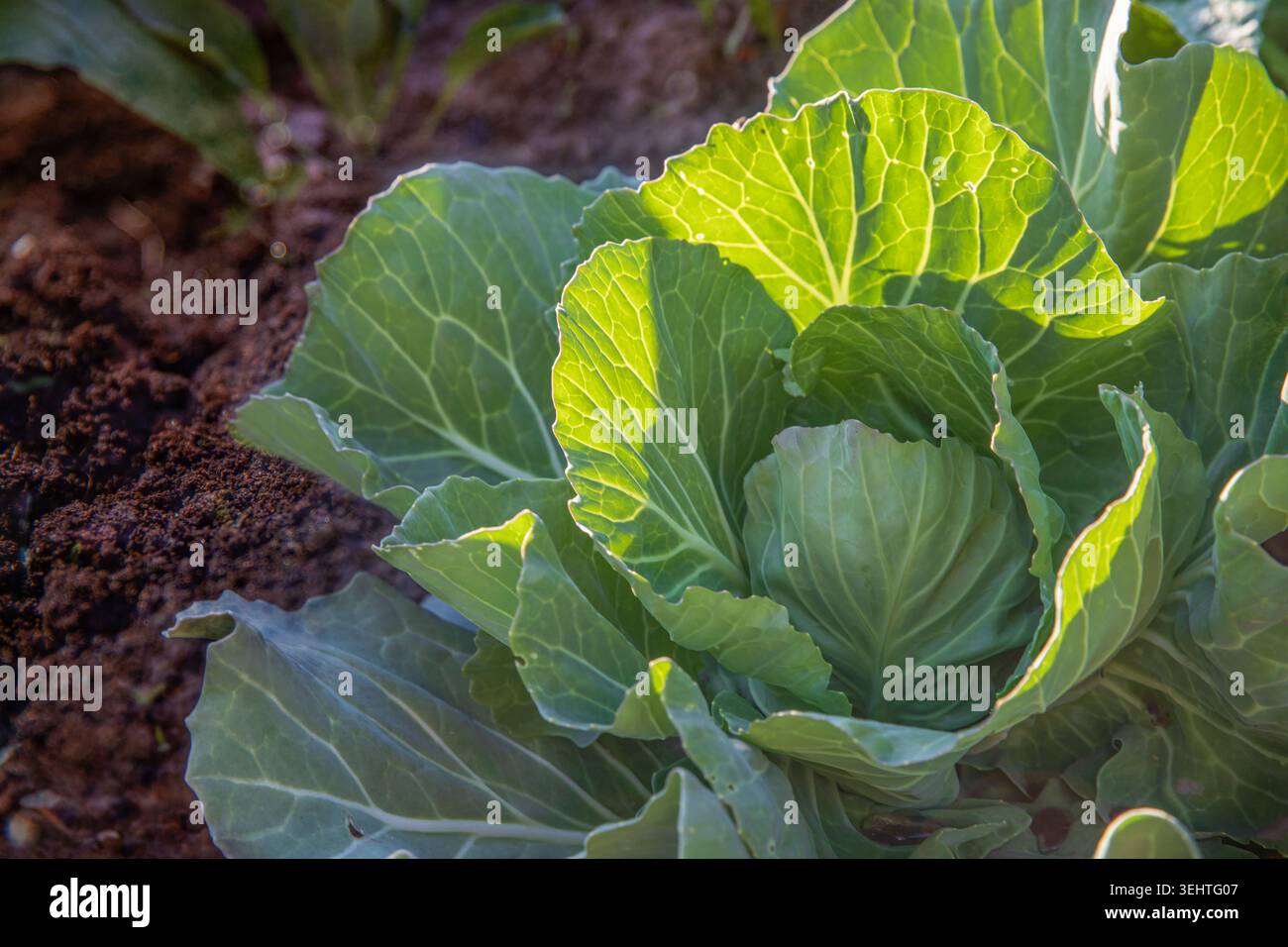Fresh green cabbage growing in vegetable garden with sunlight and ...