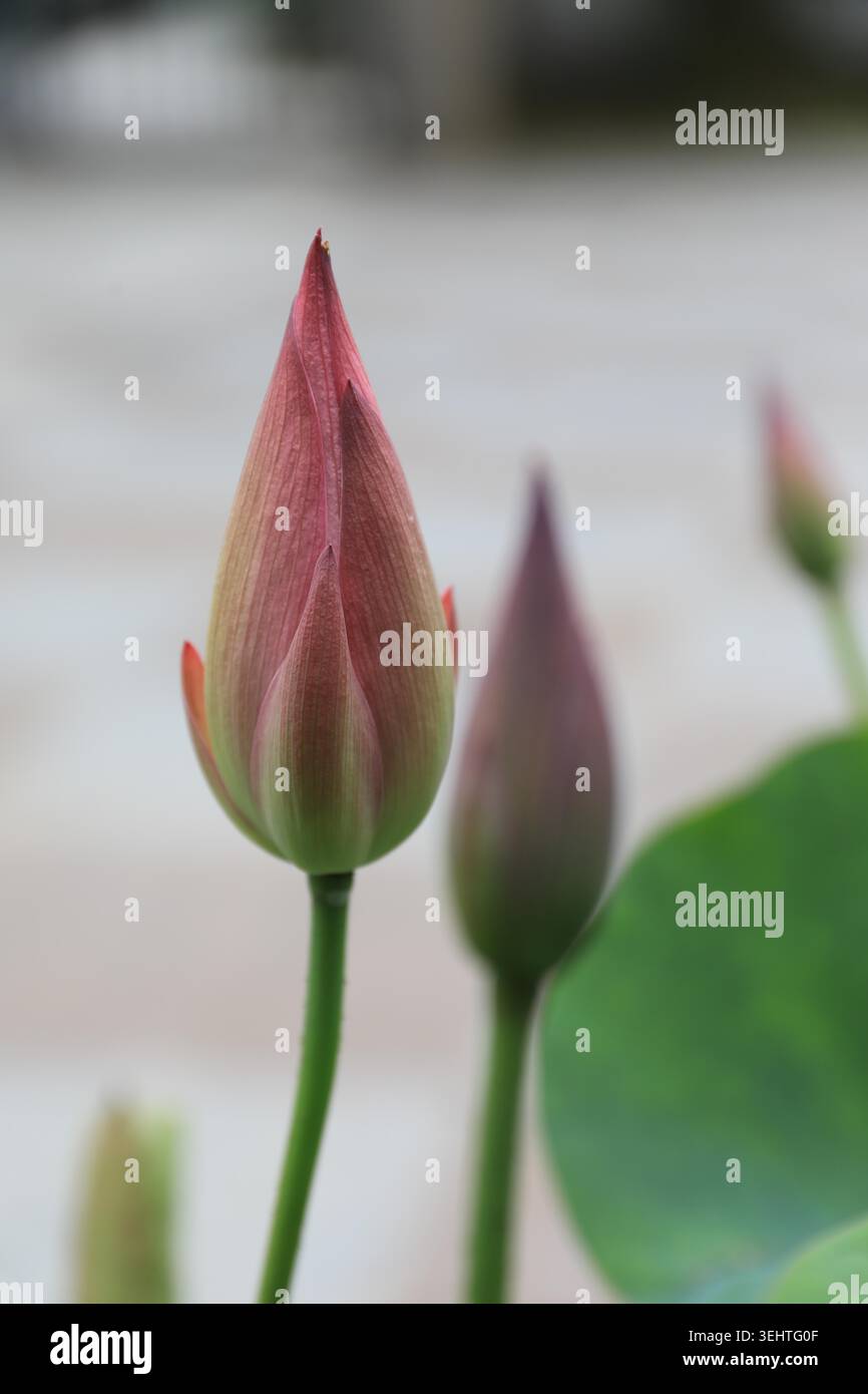 Potted lotus flowers bloom at Jinling Bonsai Garden in Xuanwu Lake ...