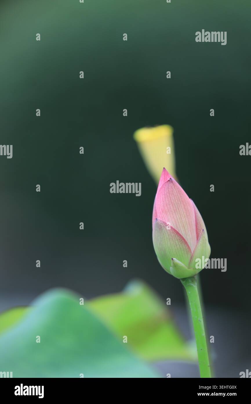 Potted lotus flowers bloom at Jinling Bonsai Garden in Xuanwu Lake ...