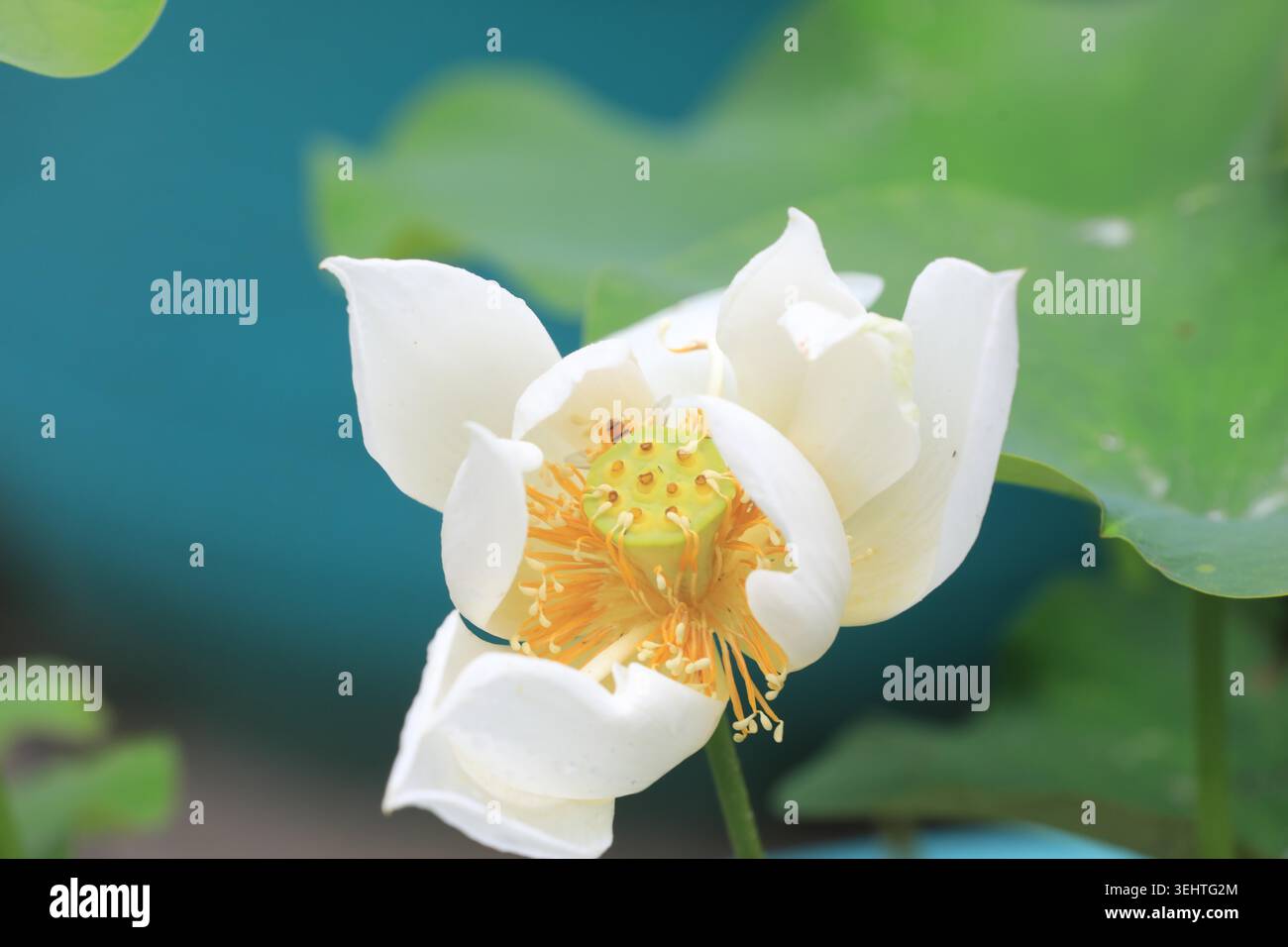 Potted lotus flowers bloom at Jinling Bonsai Garden in Xuanwu Lake ...