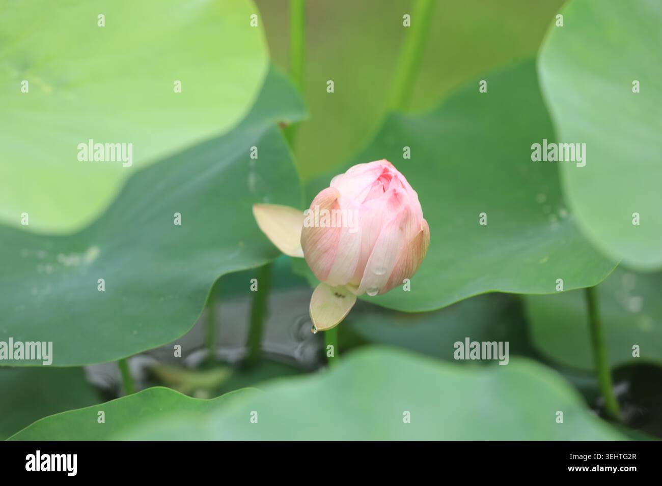 Potted lotus flowers bloom at Jinling Bonsai Garden in Xuanwu Lake ...