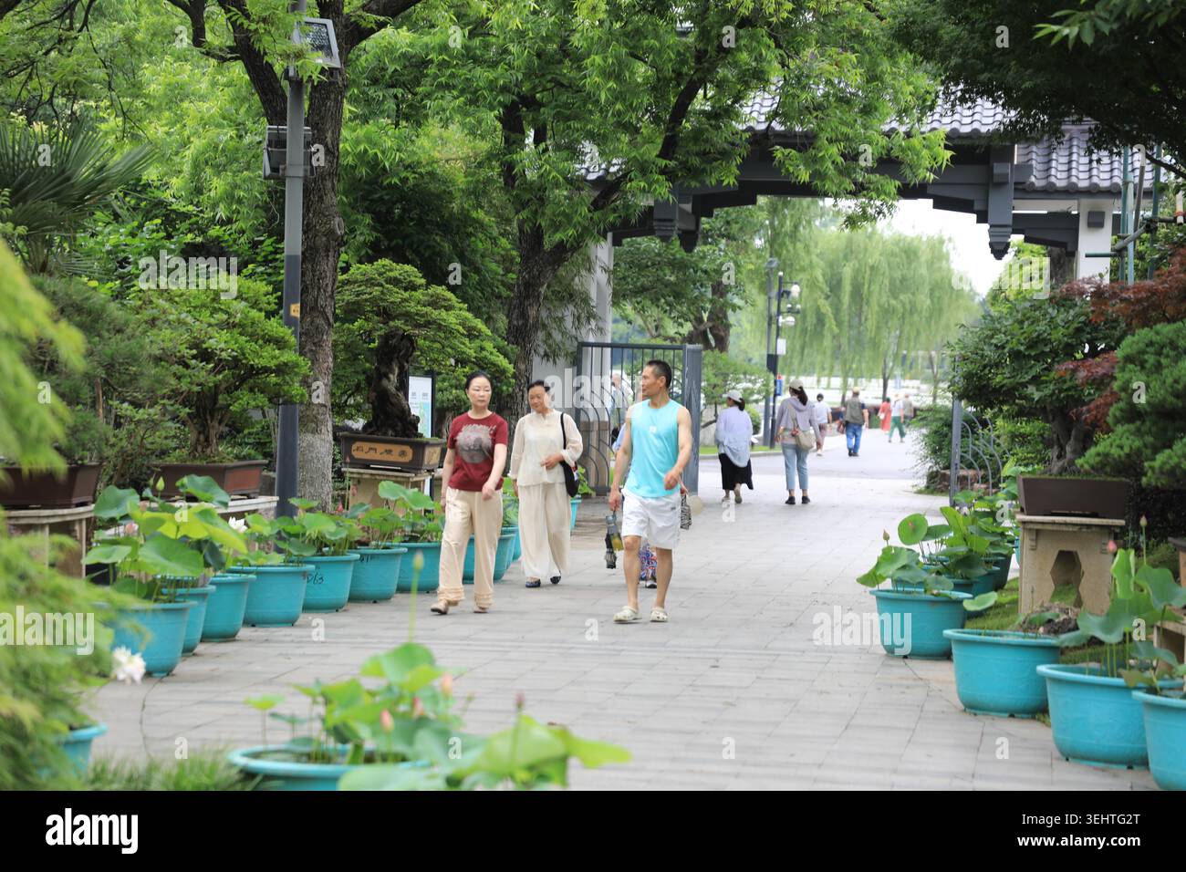 Potted lotus flowers bloom at Jinling Bonsai Garden in Xuanwu Lake ...
